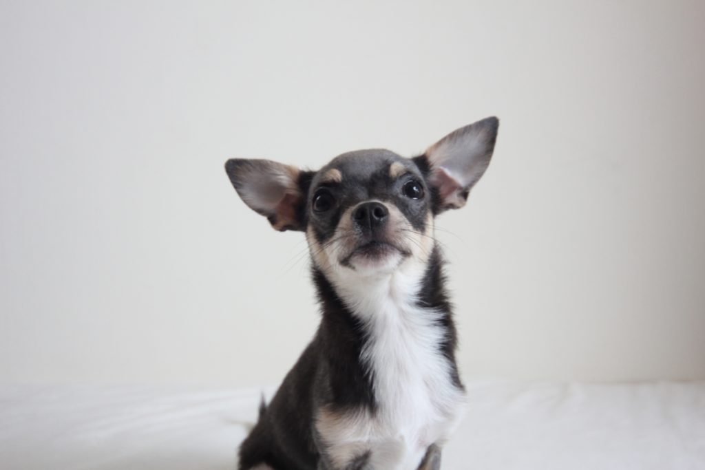 khronos-family – Just another WordPress site